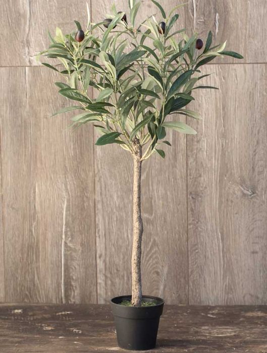 Potted Olive Tree | Antique Farmhouse