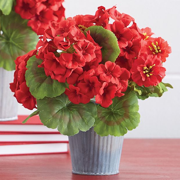 Potted Geranium Arrangement | Antique Farmhouse