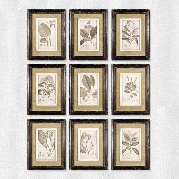 Framed Botanical Print Collection Set of 9 | Antique Farmhouse