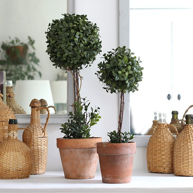 Potted Boxwood Ball Topiary Set of 2 | Antique Farmhouse