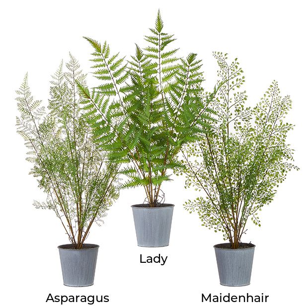 Potted Fern Plant | Antique Farmhouse