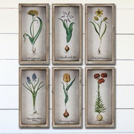 Latin Name Botanical Wall Art Set of 6 | Antique Farmhouse