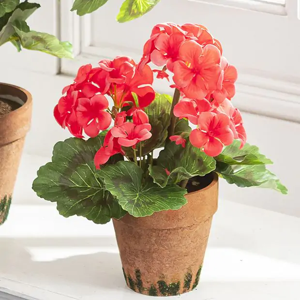 geraniums coral