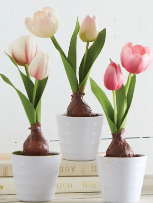 tulip bulbs