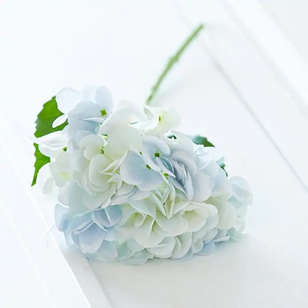 light blue hydrangea