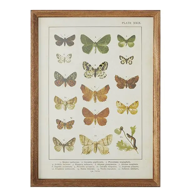butterflt chart