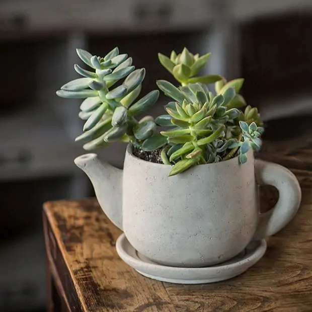 cup planter
