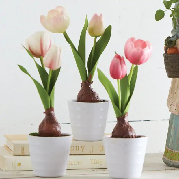 Tulip Bulb