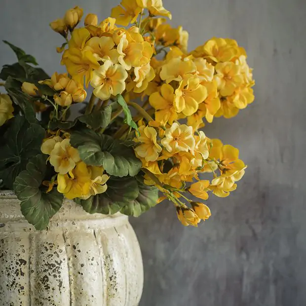 yellow geranium plants